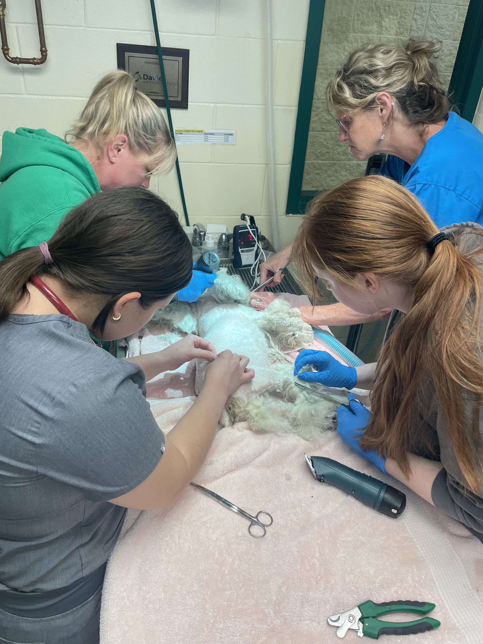 #47: Veterinary Tech Appreciation Week - HAWS