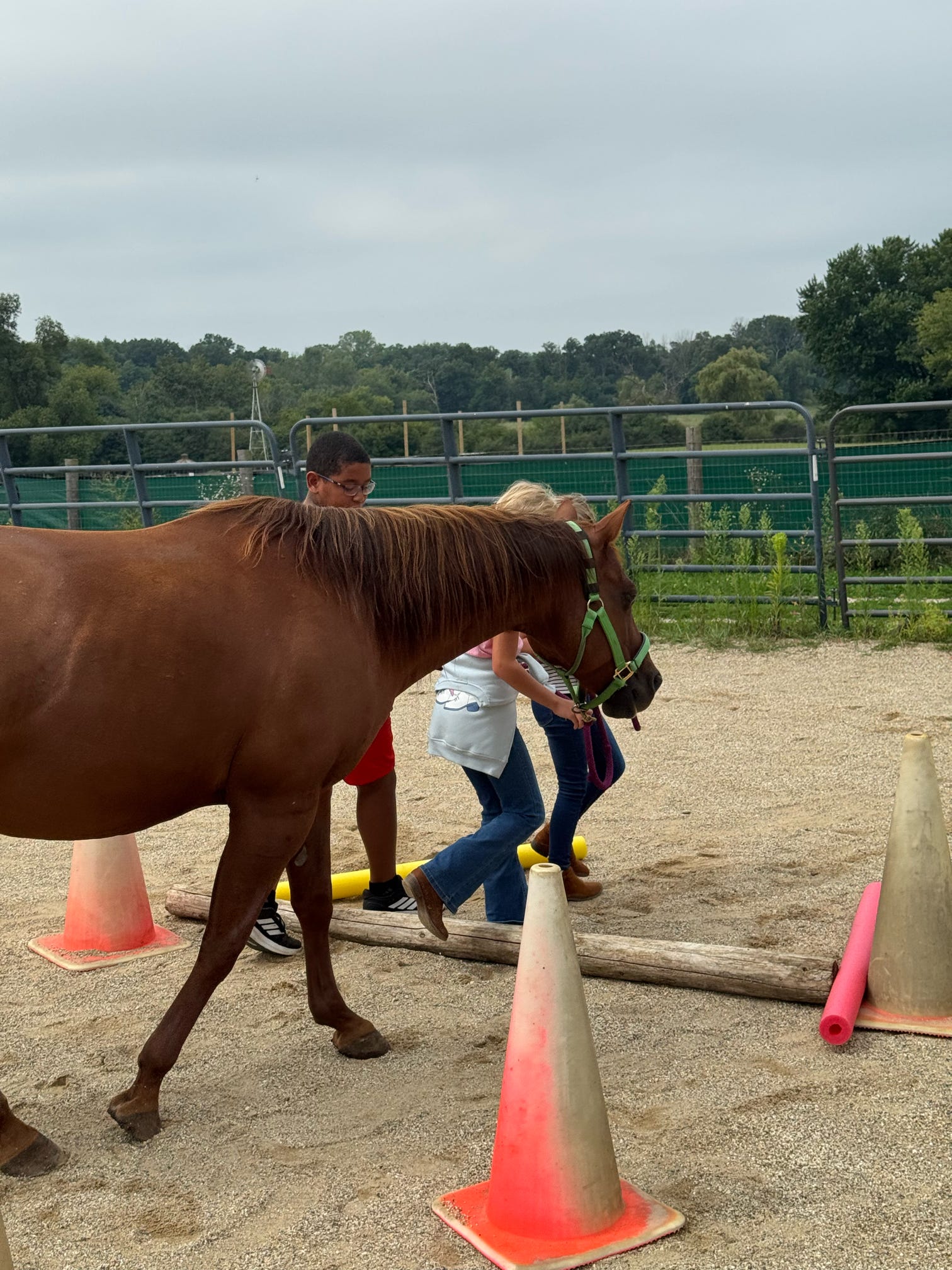 The Language of Horses - HAWS