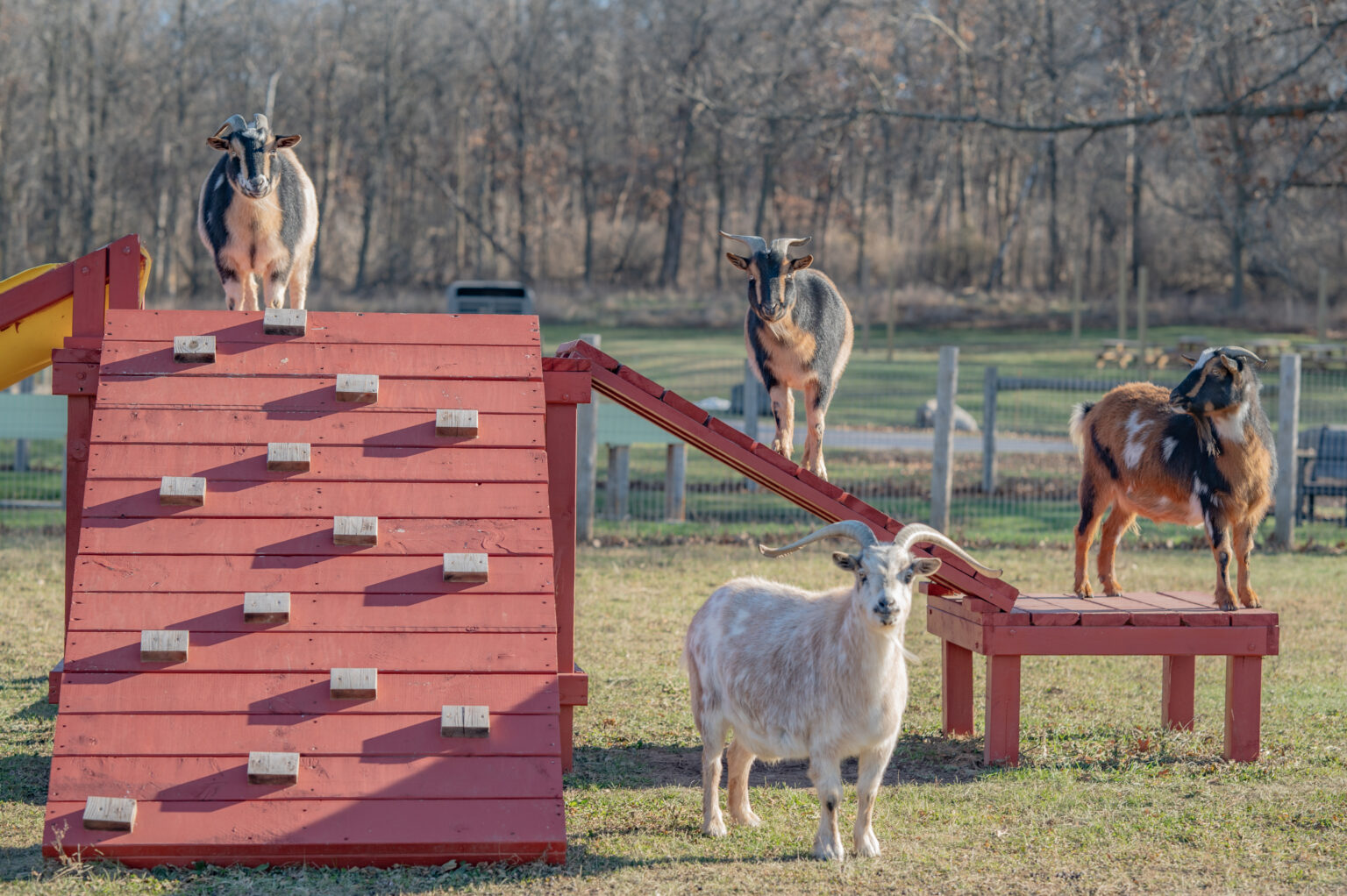 Schallock Center for Animals - HAWS